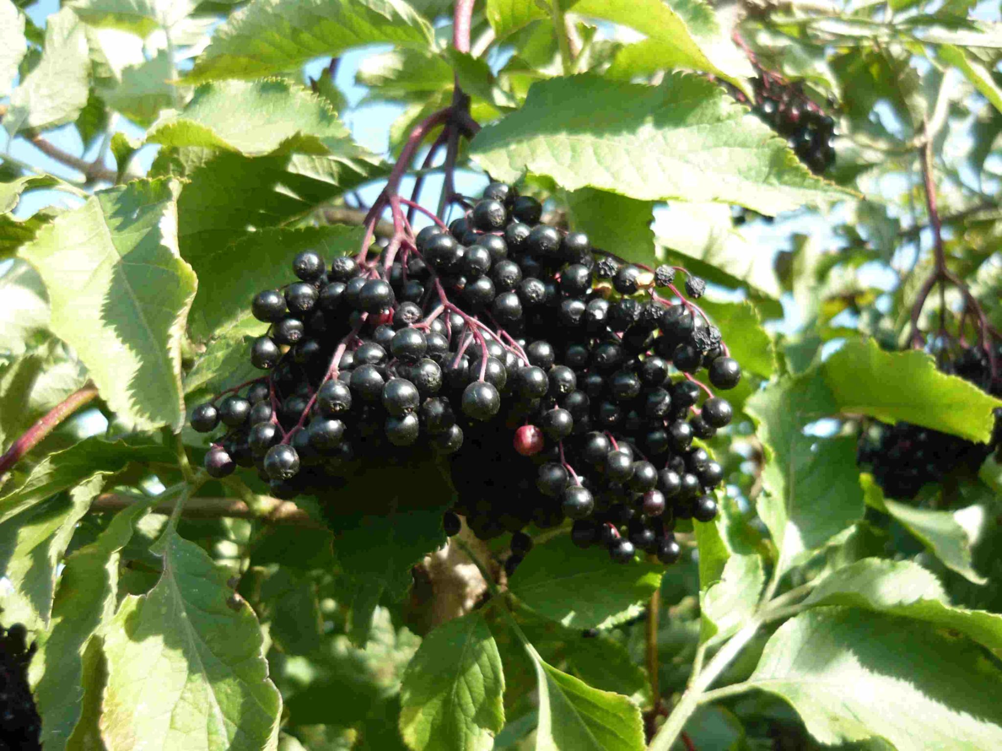 10. ABC Animal Bone Char for Phosphorus recovery: Formulated Bio ...