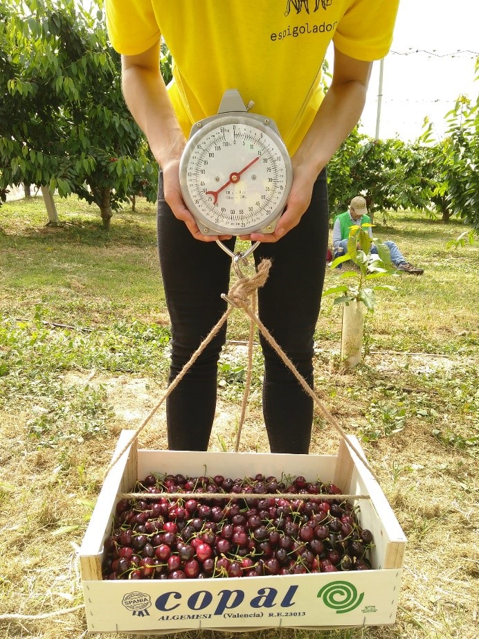 Food Loss: What to measure and how to measure it | FOLOU